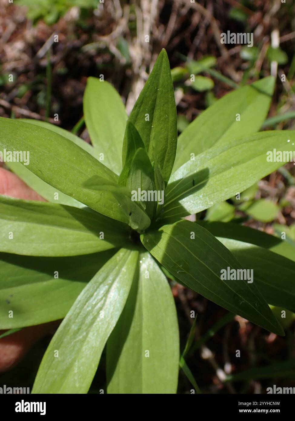 Columbia lily (Lilium columbianum Stock Photo - Alamy