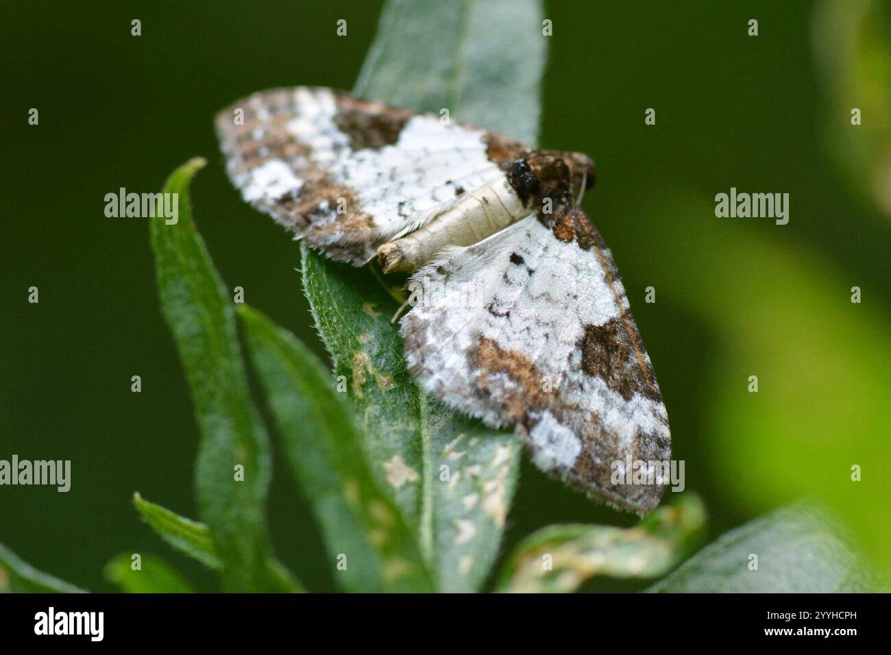 Melanthia procellata hi-res stock photography and images - Alamy