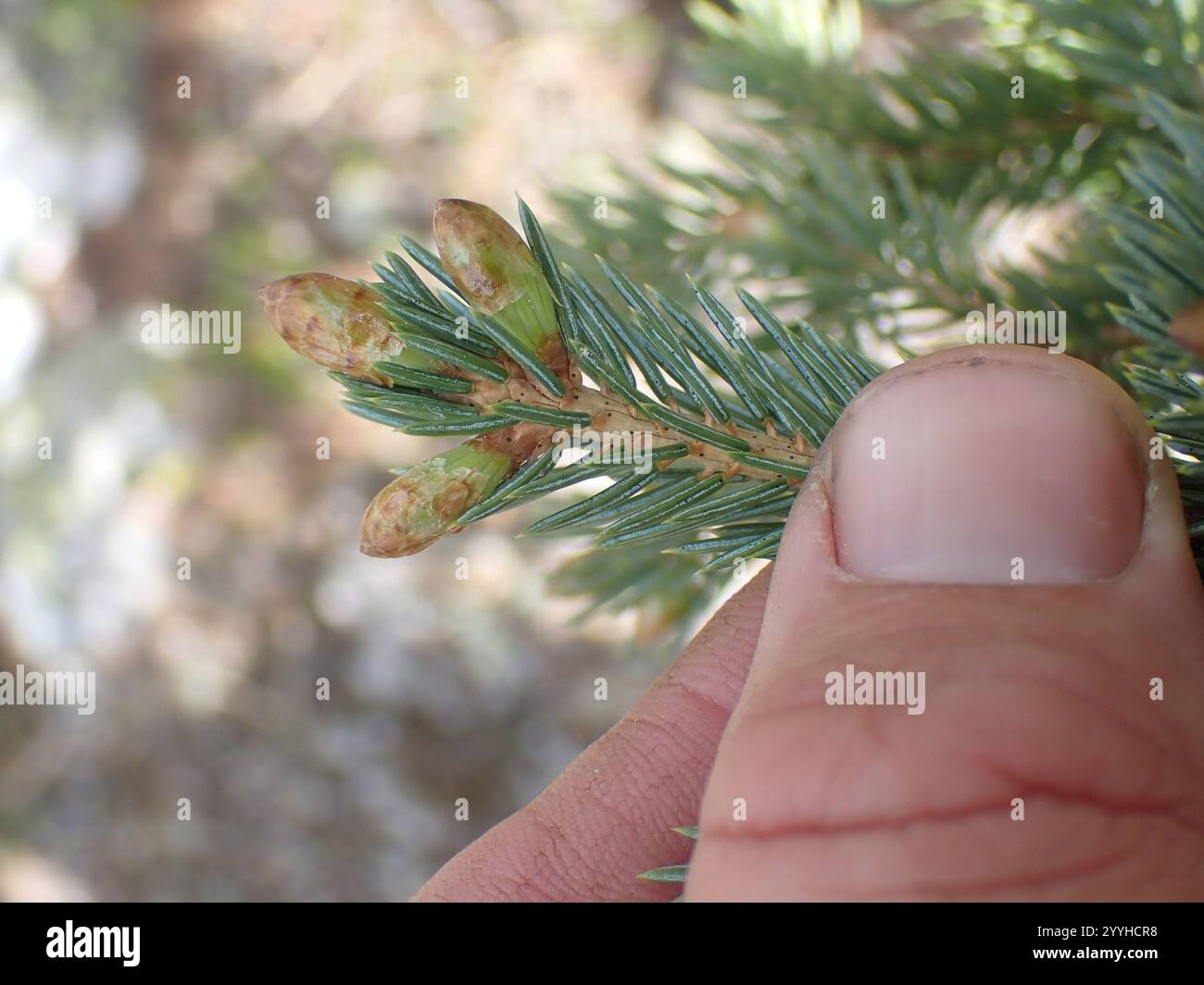 Engelmann spruce (Picea engelmannii Stock Photo - Alamy
