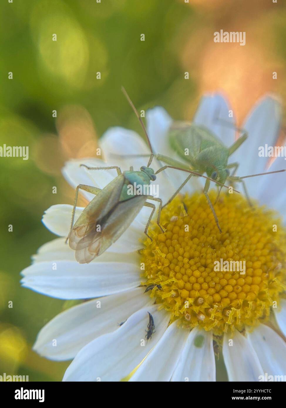 Potato Mirid (Closterotomus norwegicus Stock Photo - Alamy
