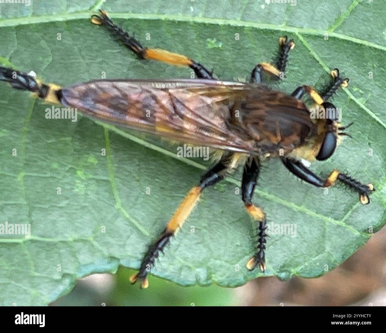 Red-footed Cannibal Fly (Promachus rufipes Stock Photo - Alamy
