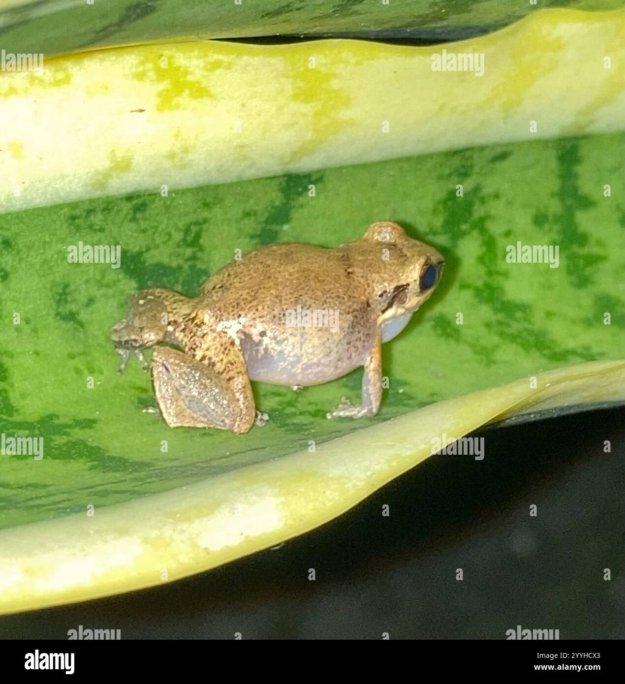 Lesser Antillean whistling frog (Eleutherodactylus johnstonei Stock ...