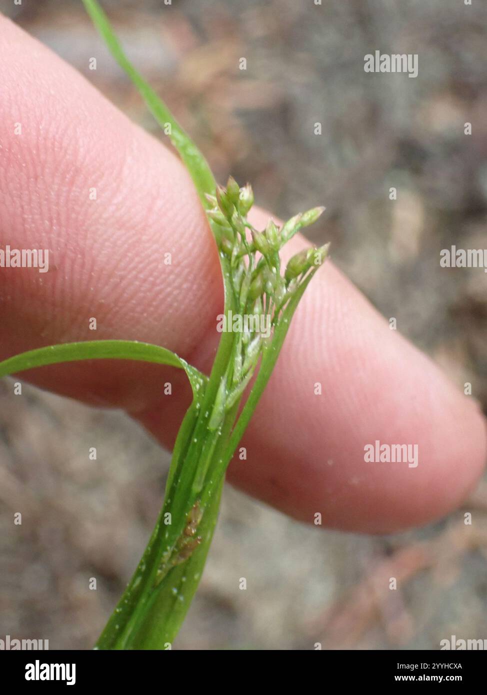 Small-flower Woodrush (Luzula parviflora Stock Photo - Alamy