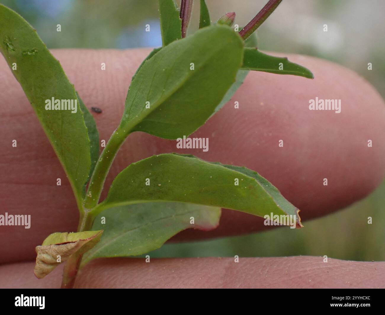 Milk_flower hi-res stock photography and images - Alamy