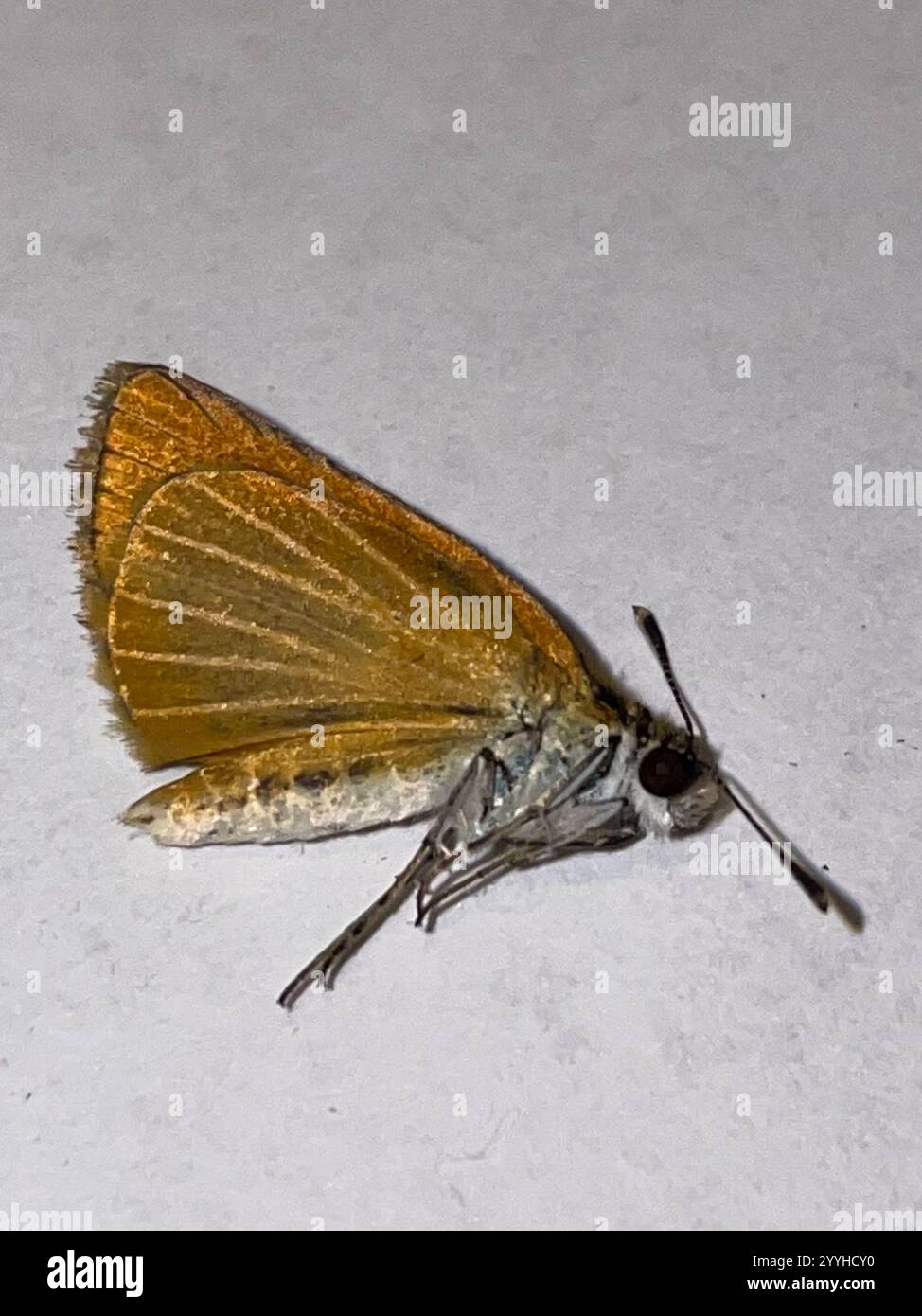 Least Skipper (Ancyloxypha numitor Stock Photo - Alamy