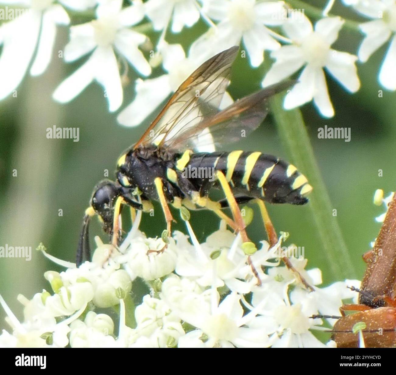 Plantain Wasp-sawfly (Tenthredo omissa Stock Photo - Alamy