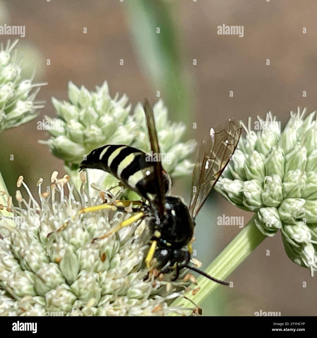 Four-banded Stink Bug Wasp (Bicyrtes quadrifasciatus Stock Photo - Alamy