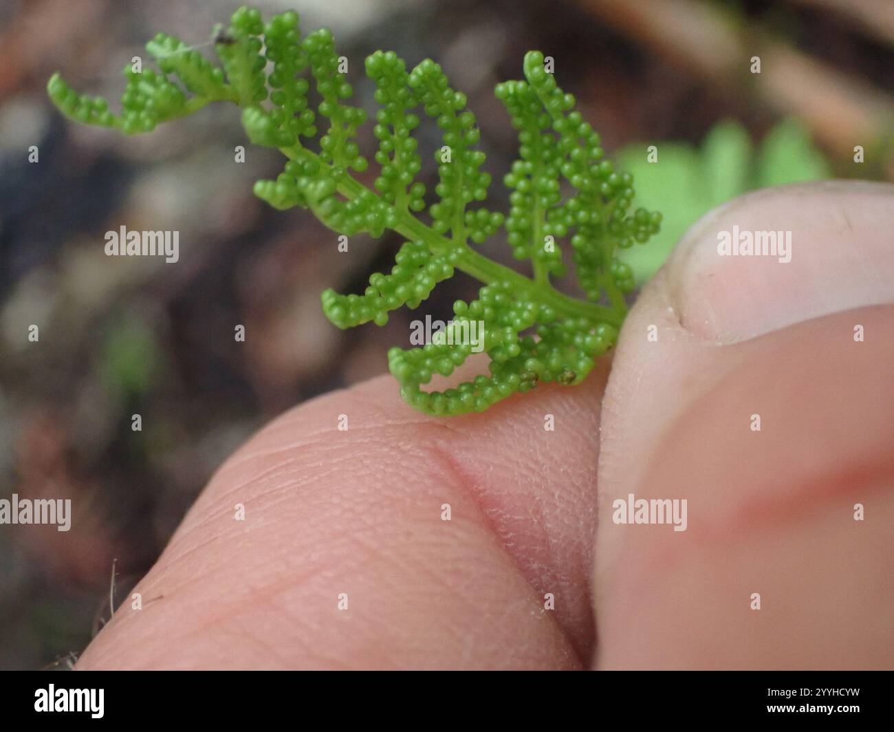 rattlesnake fern (Botrypus virginianus Stock Photo - Alamy