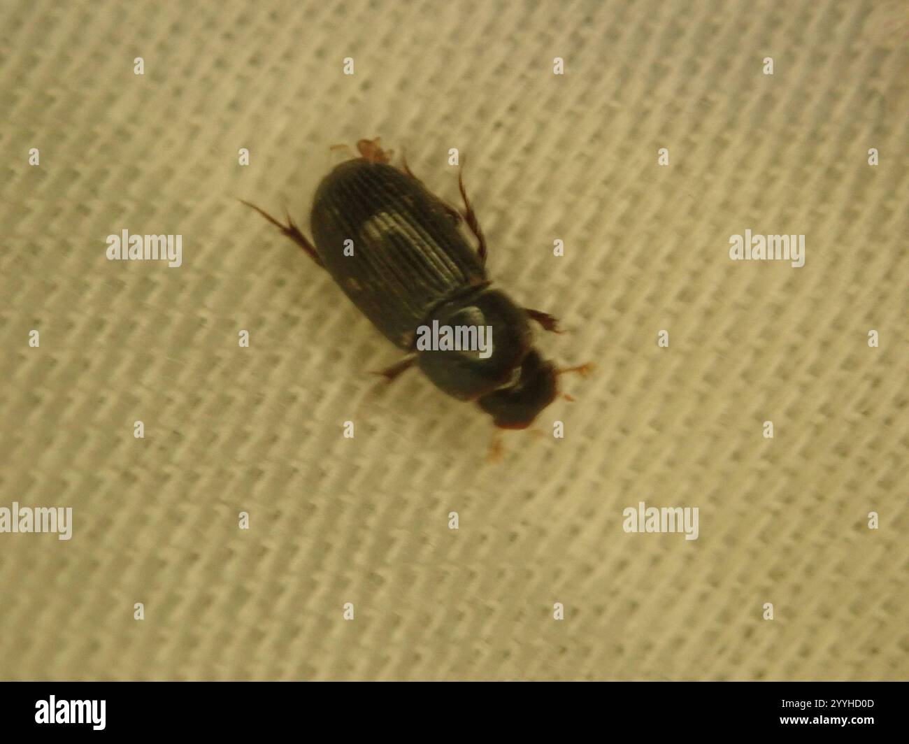 Small Dung Beetles (Aphodiinae Stock Photo - Alamy