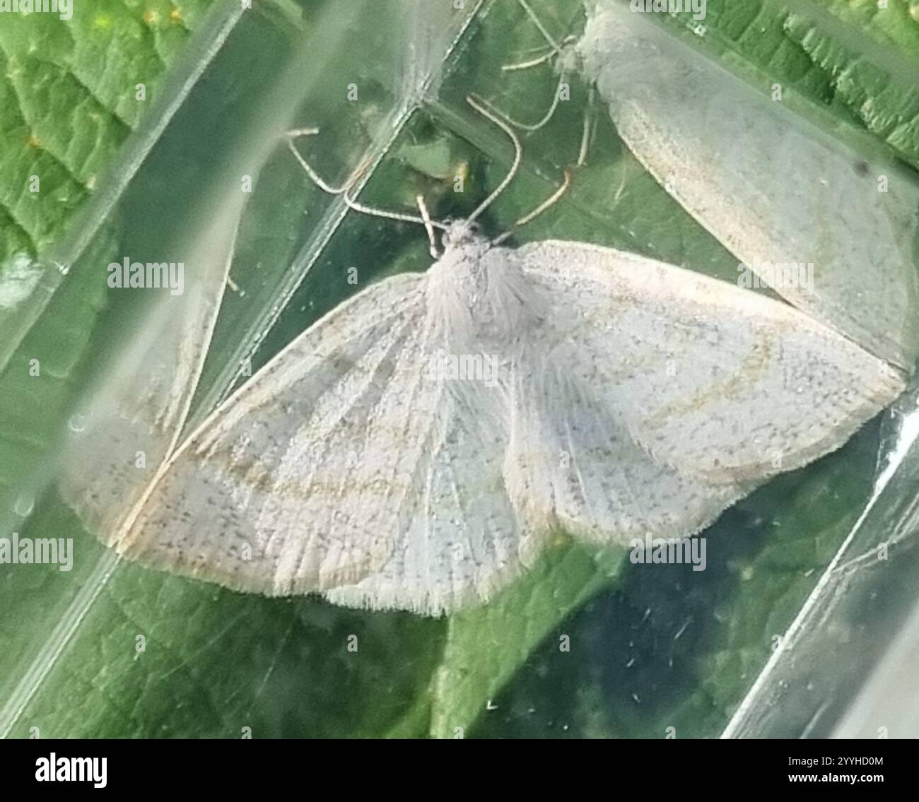 Northern Wave Moth (Cabera exanthemata Stock Photo - Alamy