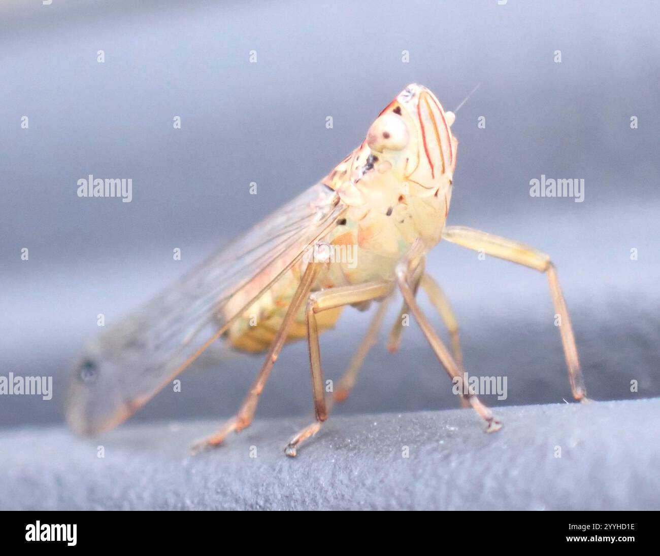 palm planthopper (Magia subocellata Stock Photo - Alamy