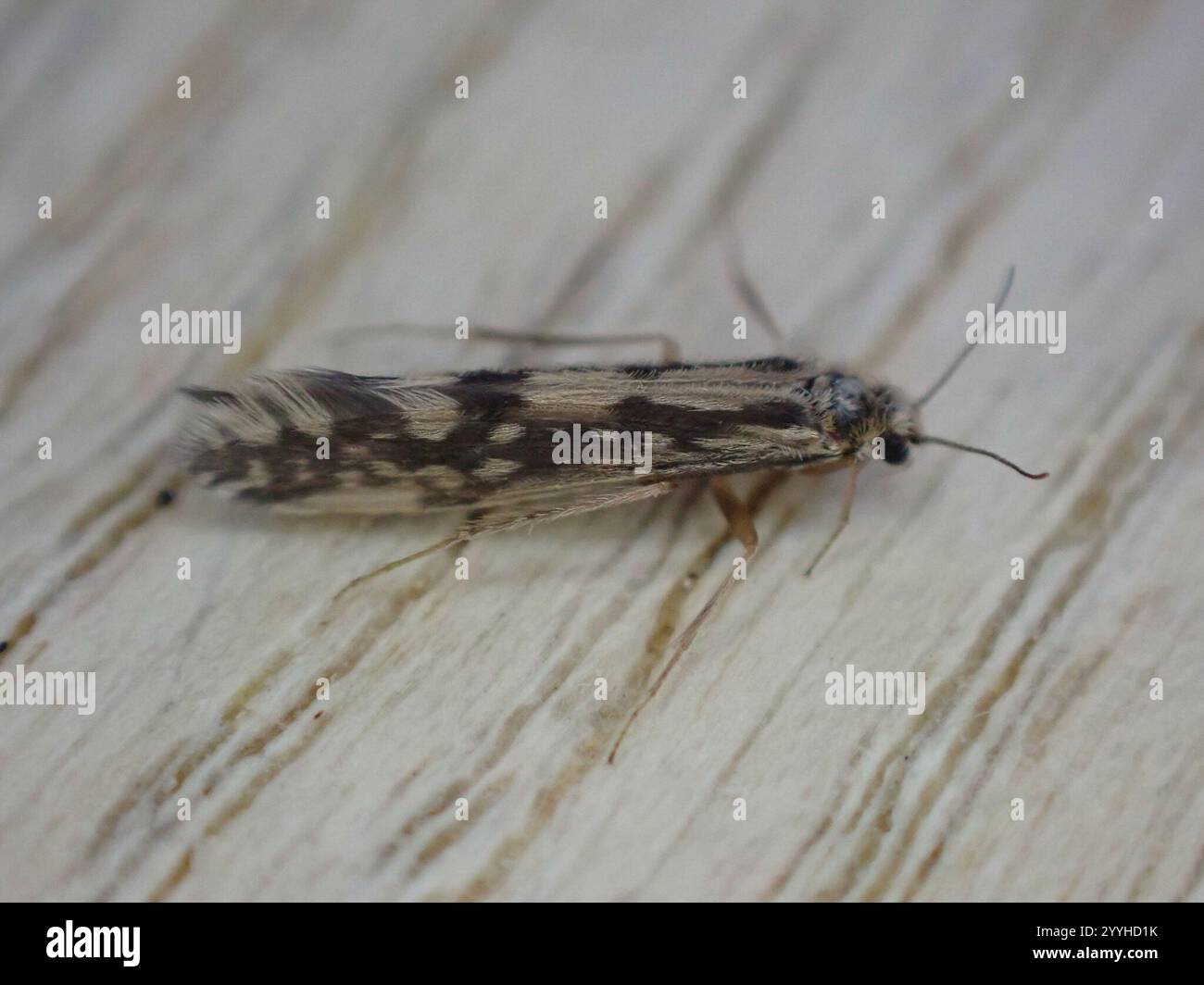 Salt and Pepper Microcaddisfly (Agraylea multipunctata Stock Photo - Alamy