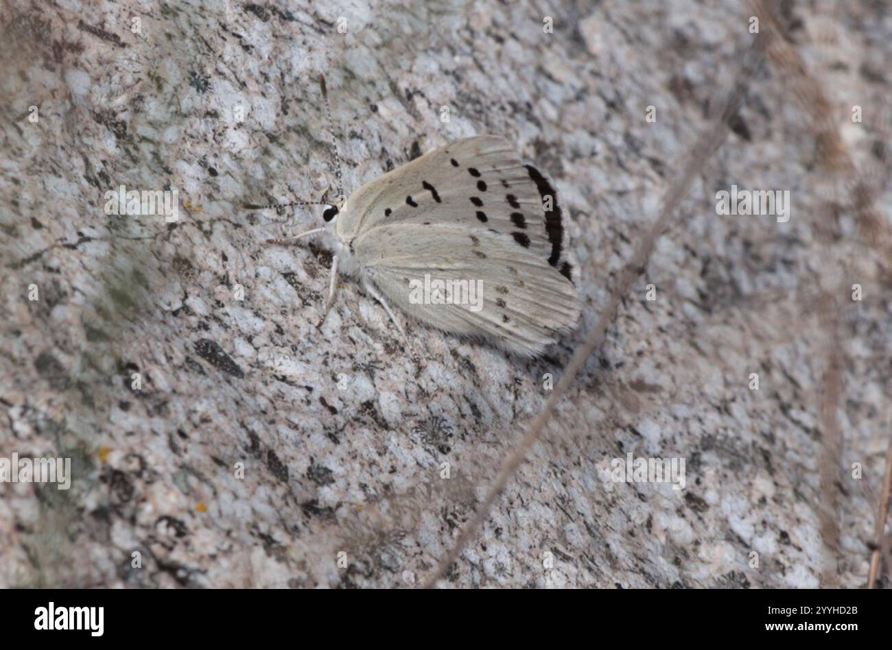 Blue Copper (Tharsalea heteronea Stock Photo - Alamy