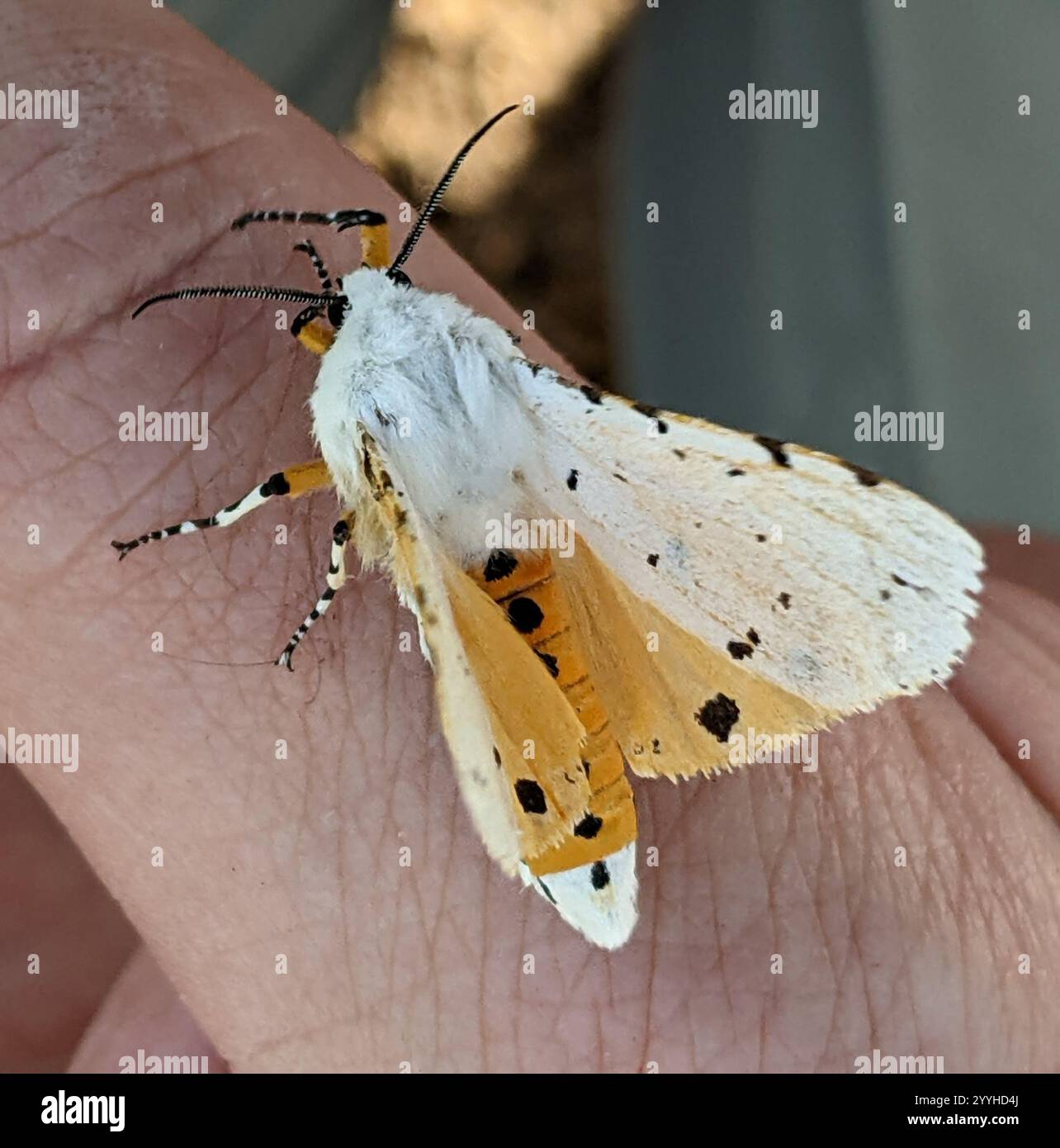 Salt Marsh Moth (Estigmene acrea Stock Photo - Alamy