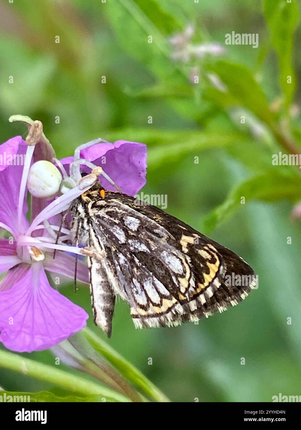 Large Chequered Skipper (Heteropterus morpheus Stock Photo - Alamy