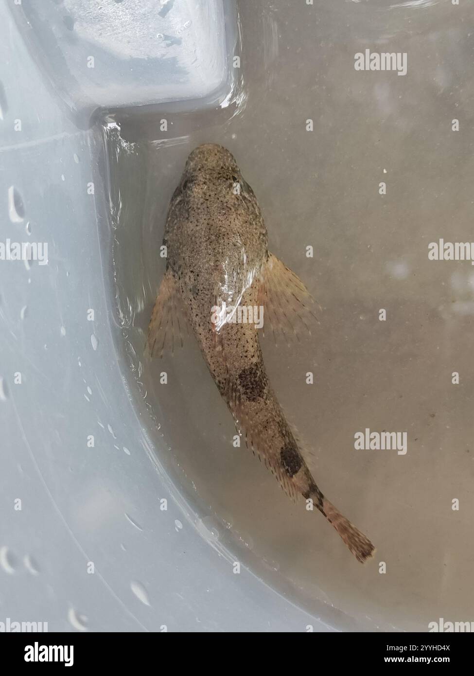 Mottled Sculpin (Cottus bairdii Stock Photo - Alamy