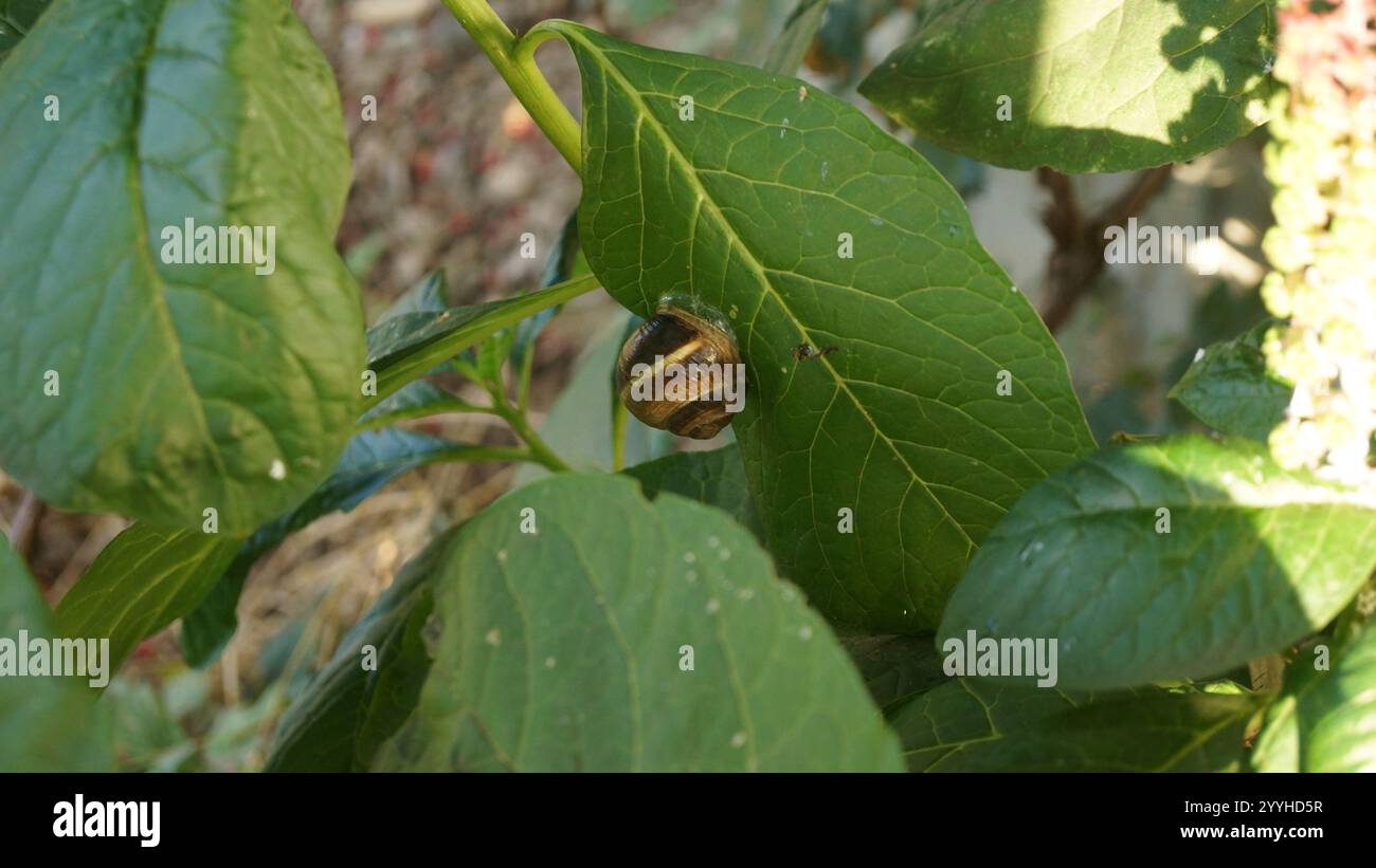 Turkish Snail (Helix lucorum Stock Photo - Alamy