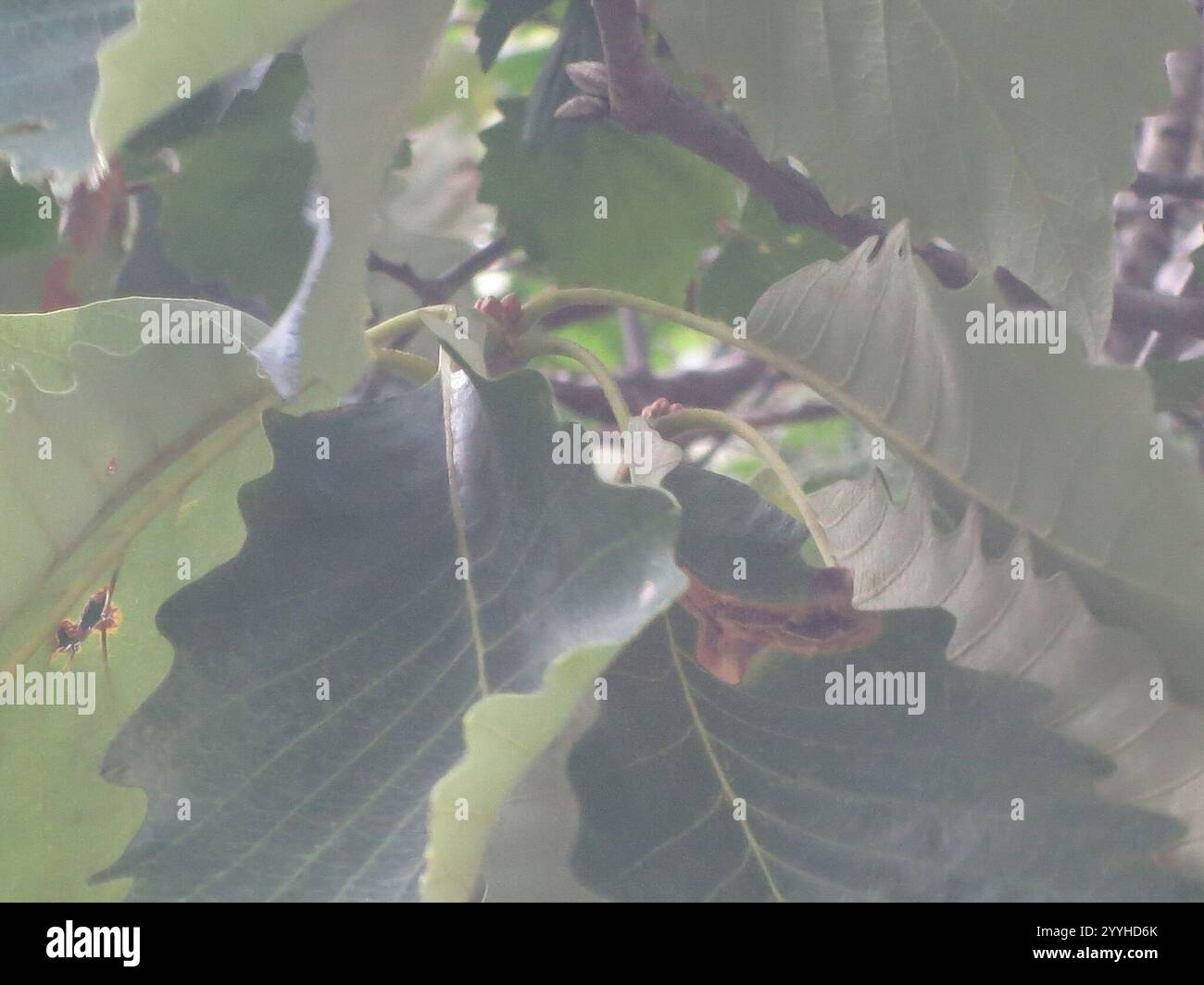 swamp chestnut oak (Quercus michauxii Stock Photo - Alamy
