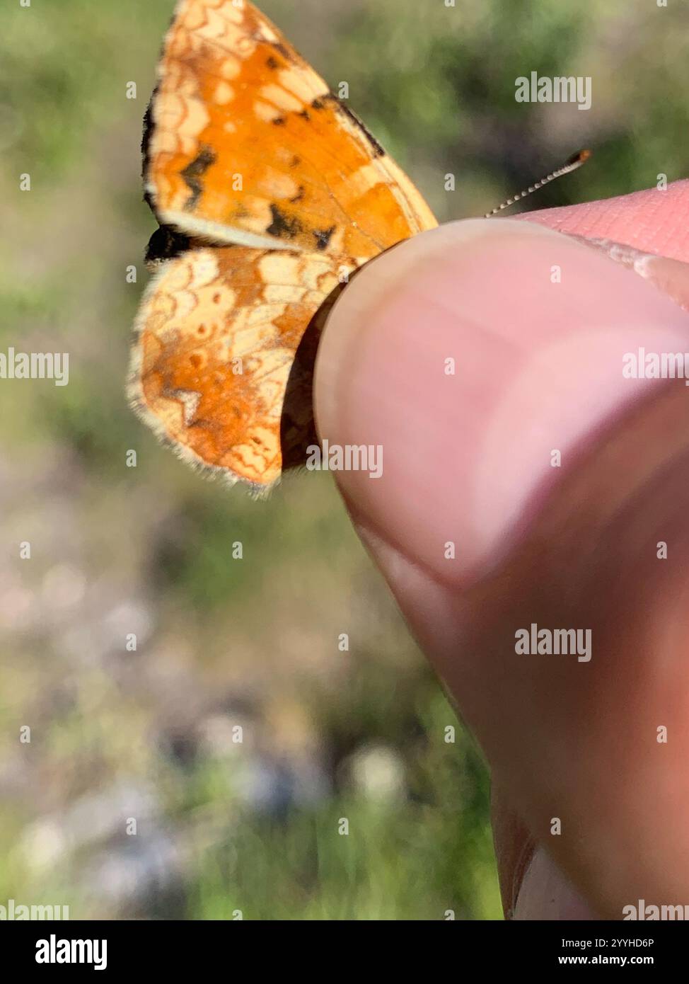 Field Crescent (Phyciodes pulchella Stock Photo - Alamy