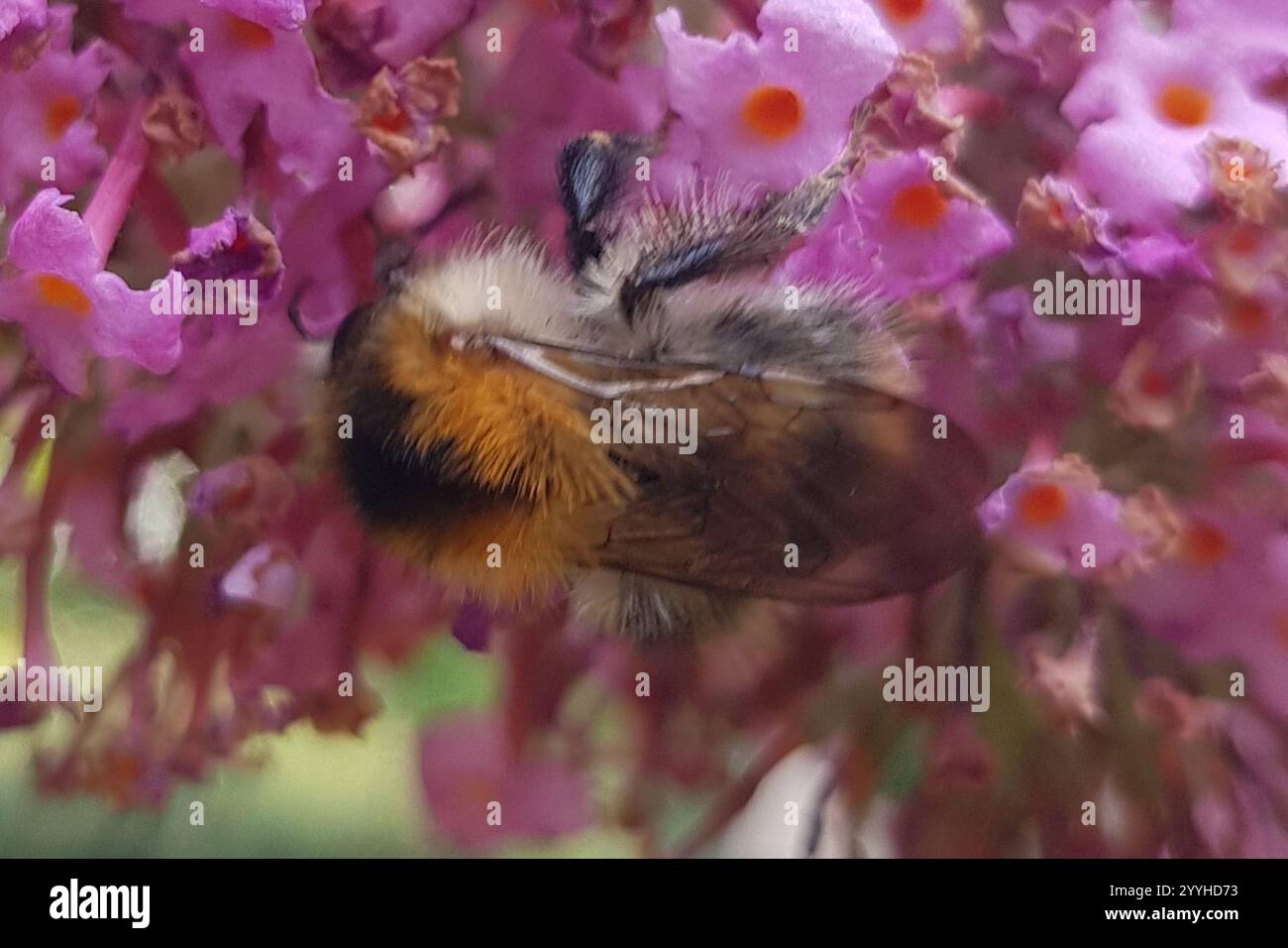 Common Carder Bumble Bee (Bombus pascuorum Stock Photo - Alamy