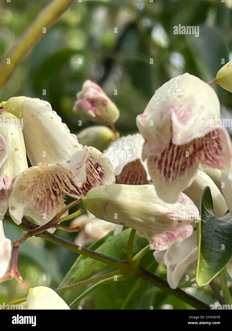 wonga vine (Pandorea pandorana Stock Photo - Alamy