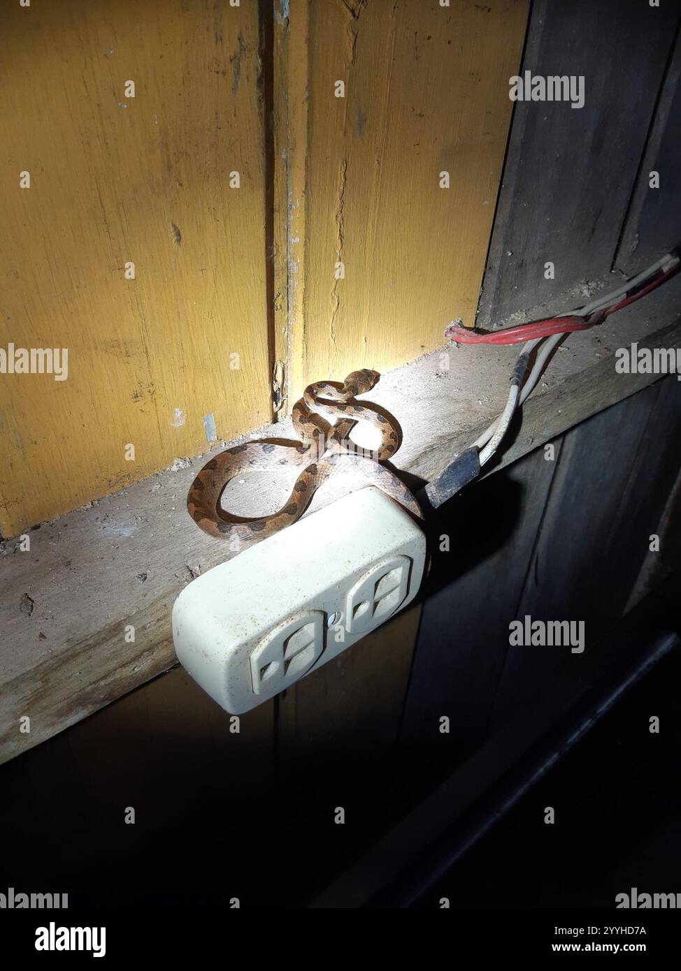 Cat-eyed Snakes (Leptodeira Stock Photo - Alamy