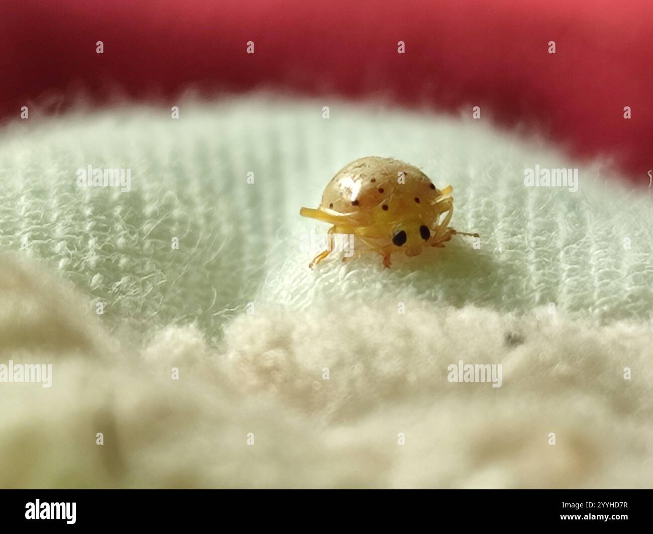 Cream-colored Lady Beetle (Neohalyzia perroudi Stock Photo - Alamy