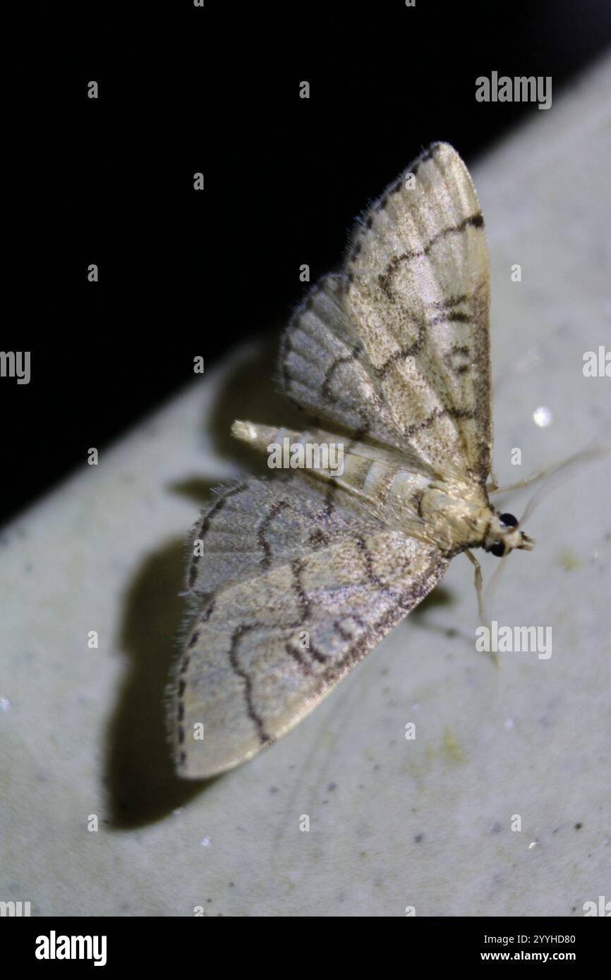 Hollow-spotted Blepharomastix Moth (Blepharomastix ranalis Stock Photo - Alamy