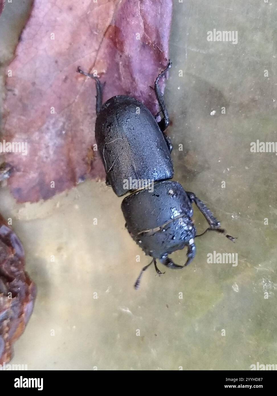 Lesser Stag Beetle (Dorcus parallelipipedus Stock Photo - Alamy