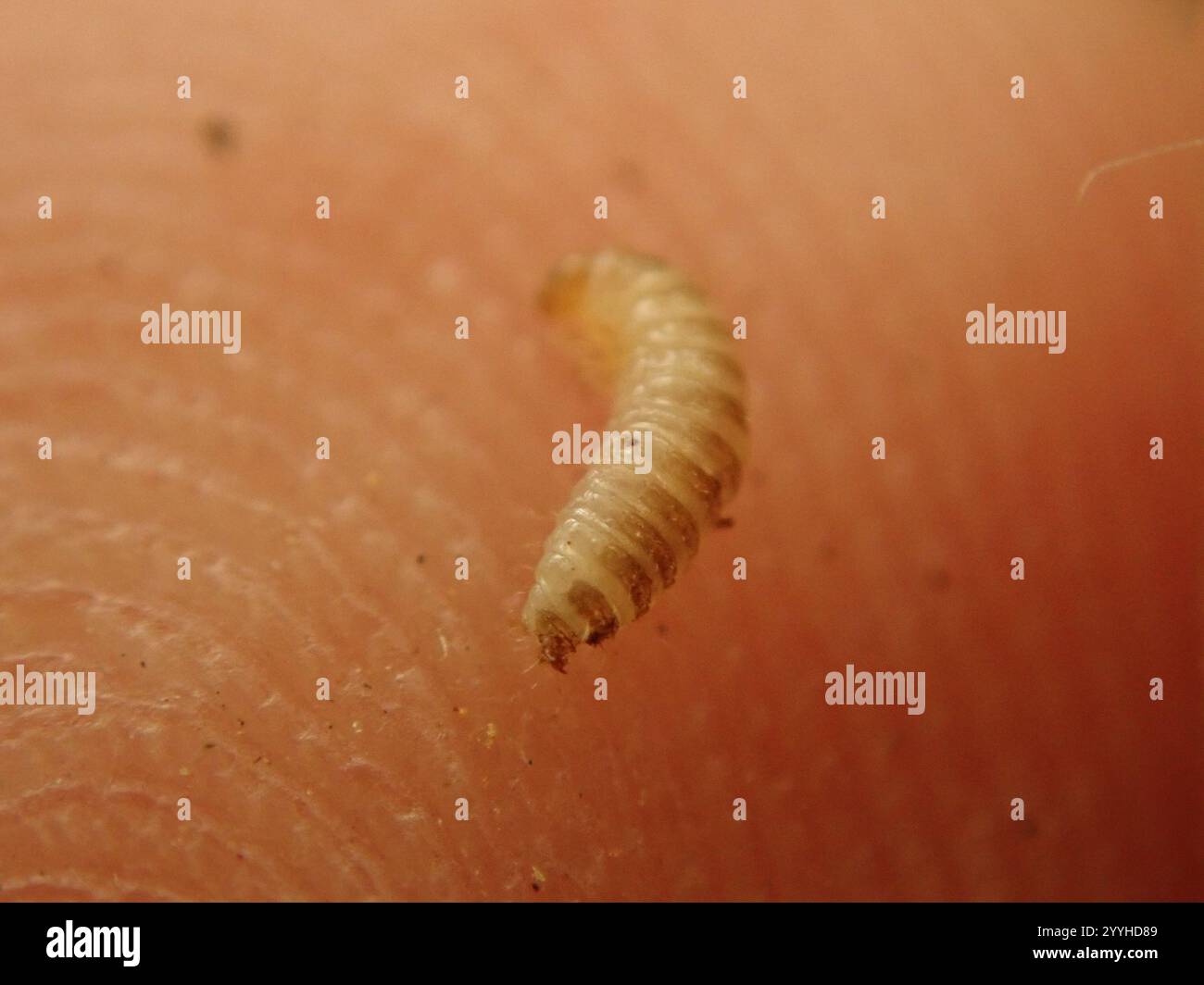 Raspberry Fruitworm Beetle (Byturus unicolor Stock Photo - Alamy