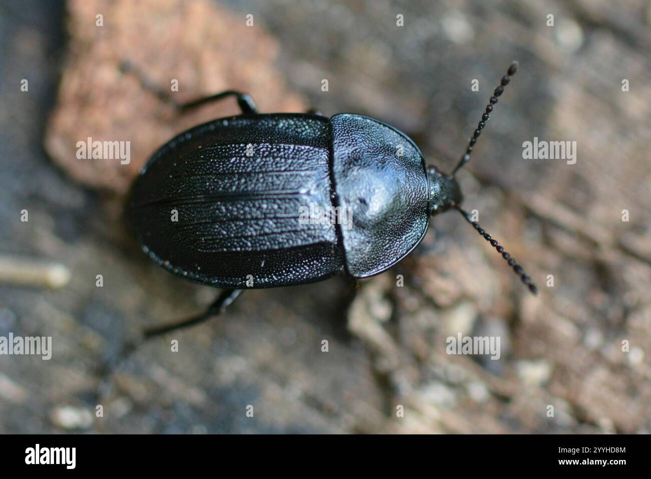 Black snail beetle (Phosphuga atrata Stock Photo - Alamy