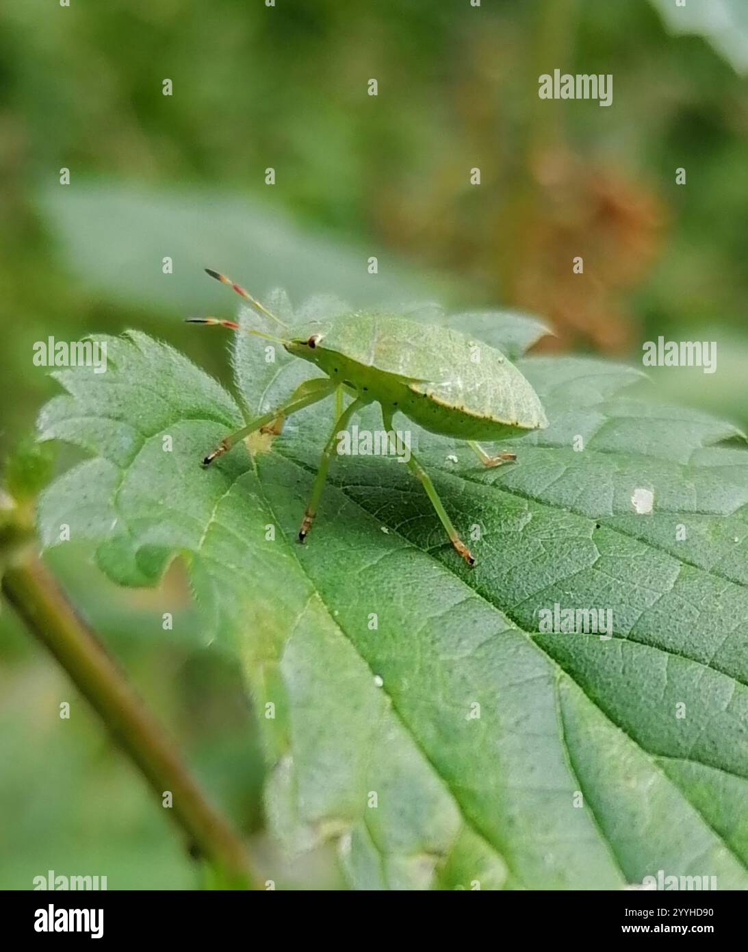 Green Shield Bug (Palomena prasina Stock Photo - Alamy