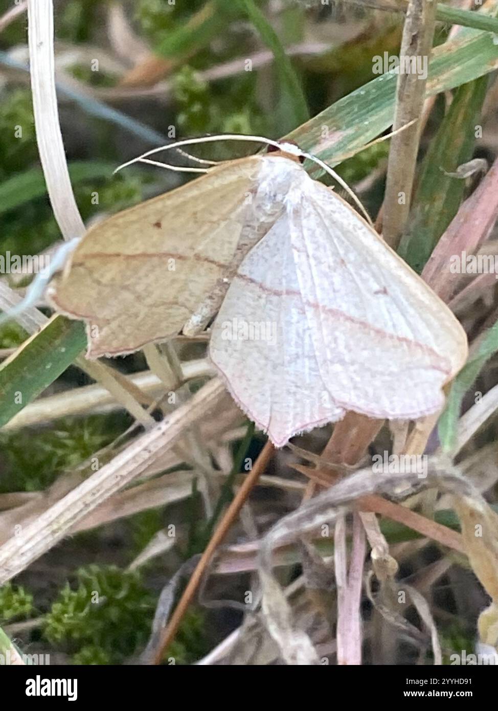 Blood Vein (Timandra comae Stock Photo - Alamy