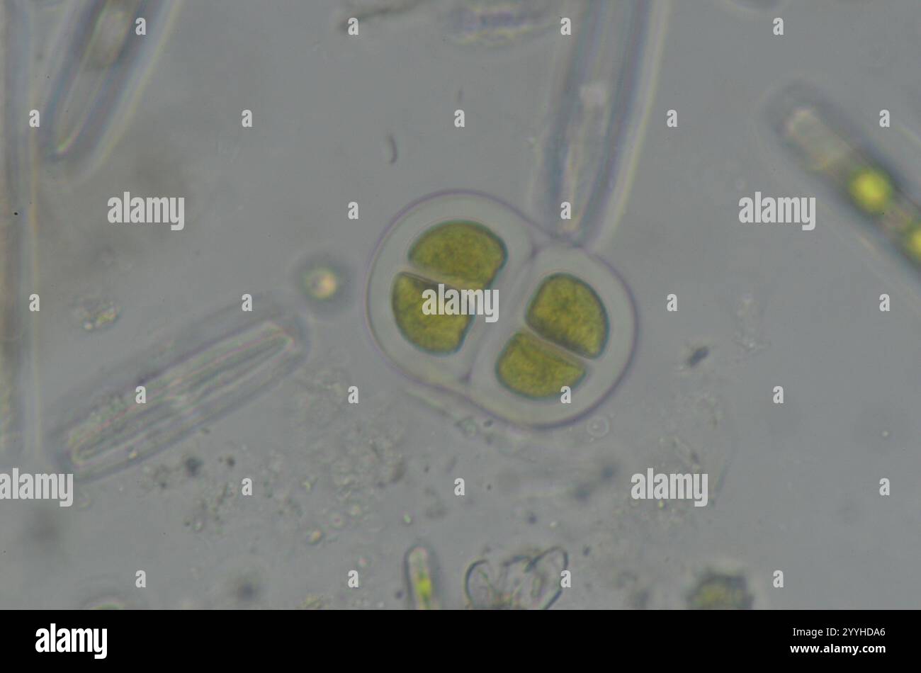 green algae (Chlorophyta Stock Photo - Alamy