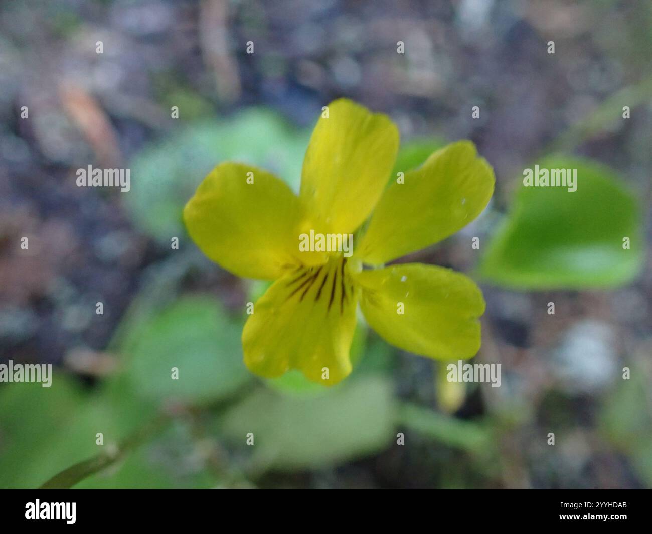western roundleaf violet (Viola orbiculata Stock Photo - Alamy
