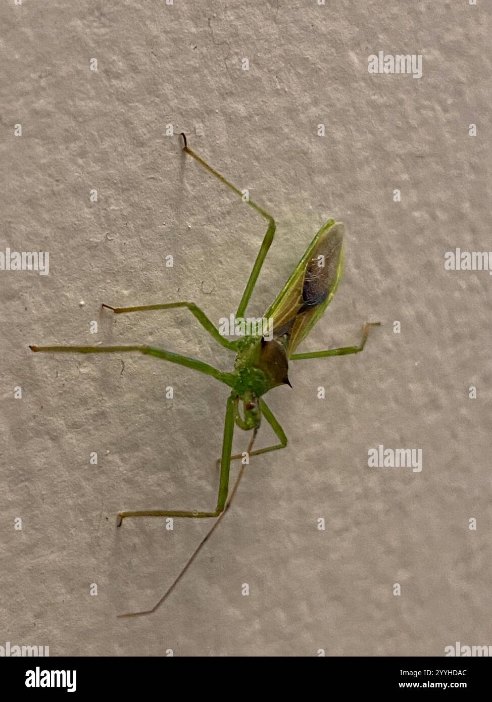 Pale Green Assassin Bug (Zelus luridus Stock Photo - Alamy