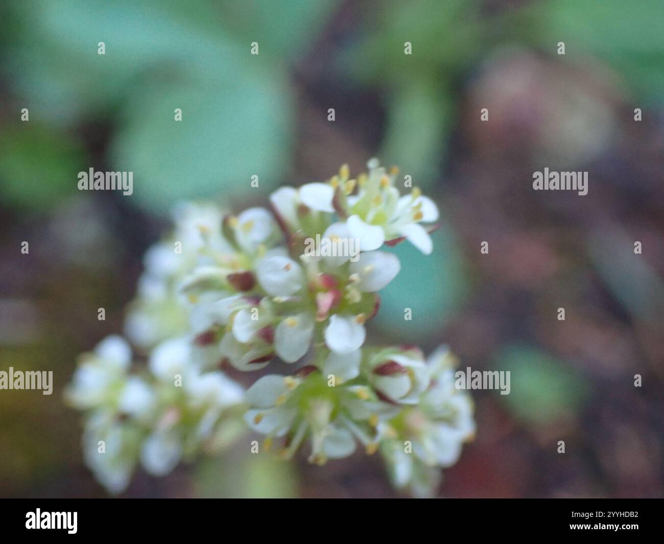 Western Saxifrage (Micranthes occidentalis Stock Photo - Alamy