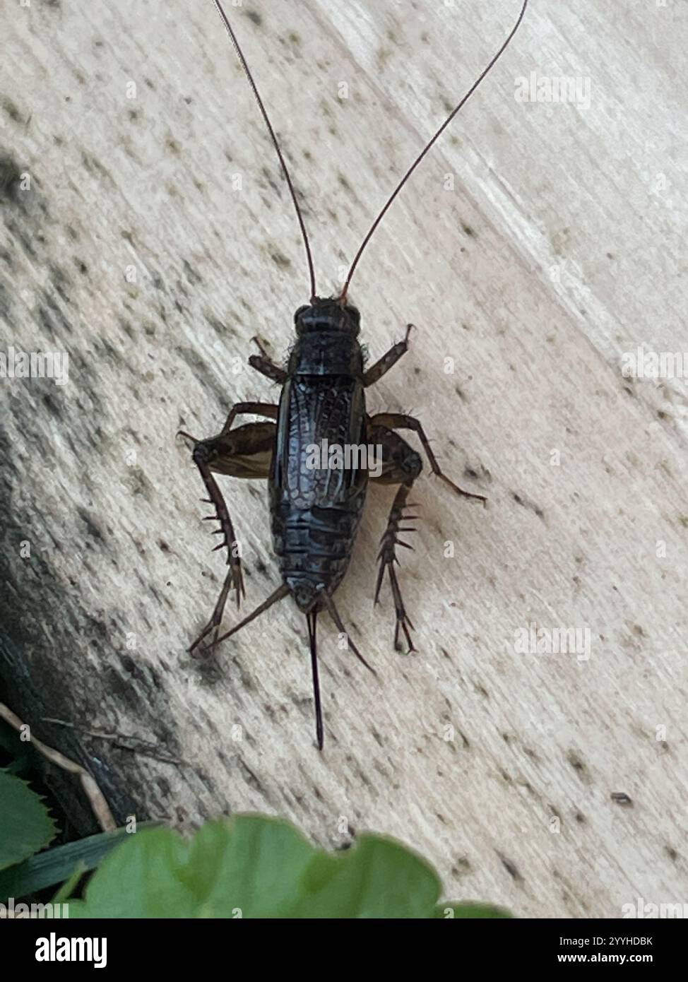 Spring Field Cricket (Gryllus veletis Stock Photo - Alamy