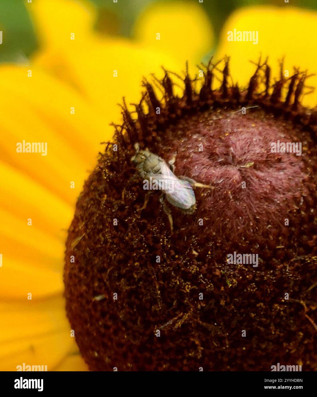 Sweat Bees (Halictidae Stock Photo - Alamy