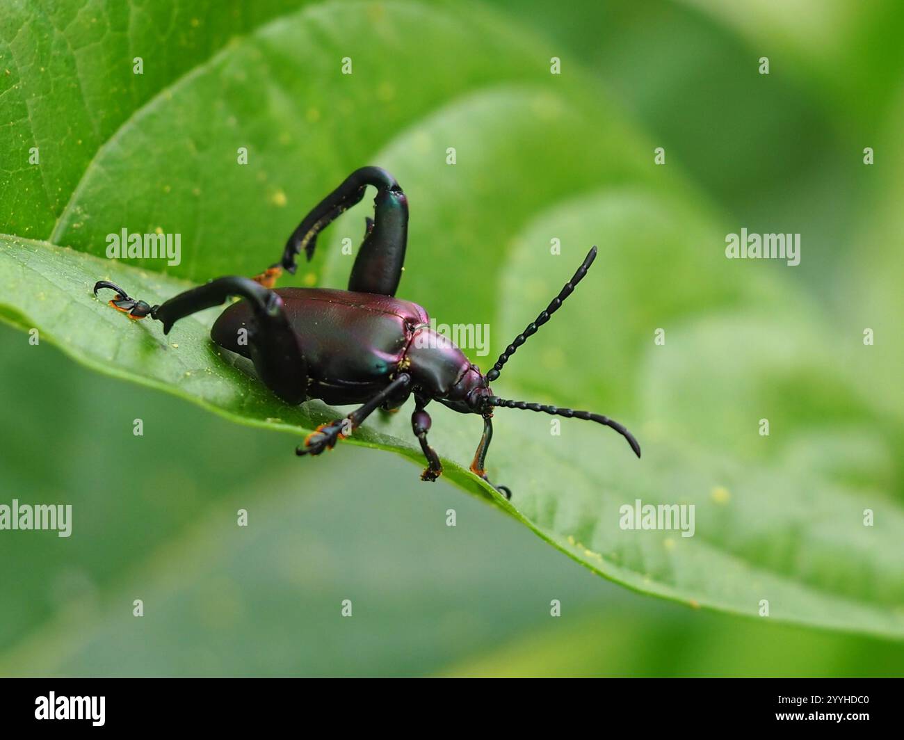 Frog-legged leaf beetle (Sagra femorata Stock Photo - Alamy