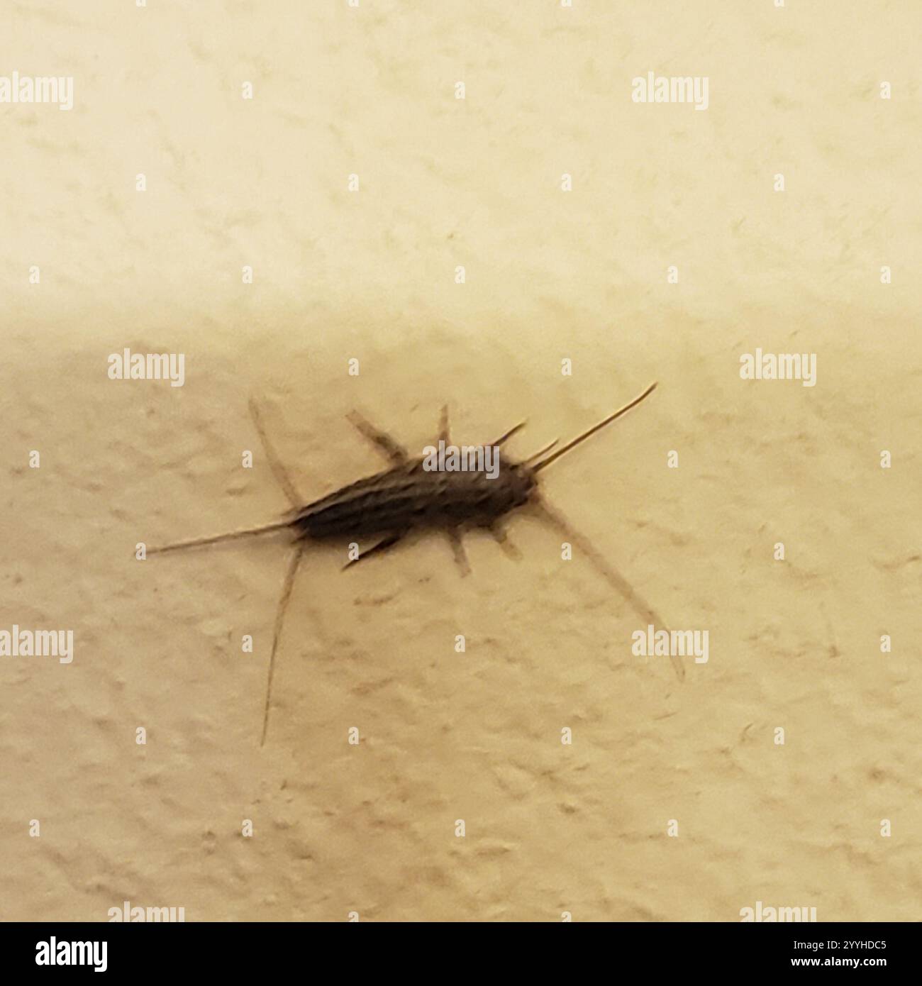 Four-lined Silverfish (Ctenolepisma lineatum Stock Photo - Alamy