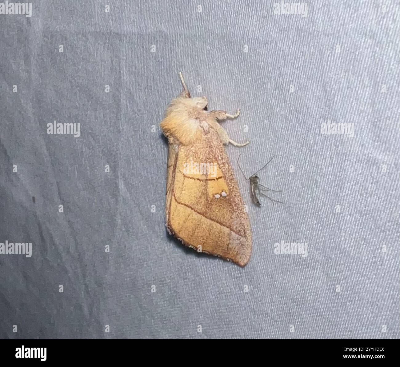 White-dotted Prominent (Nadata gibbosa Stock Photo - Alamy