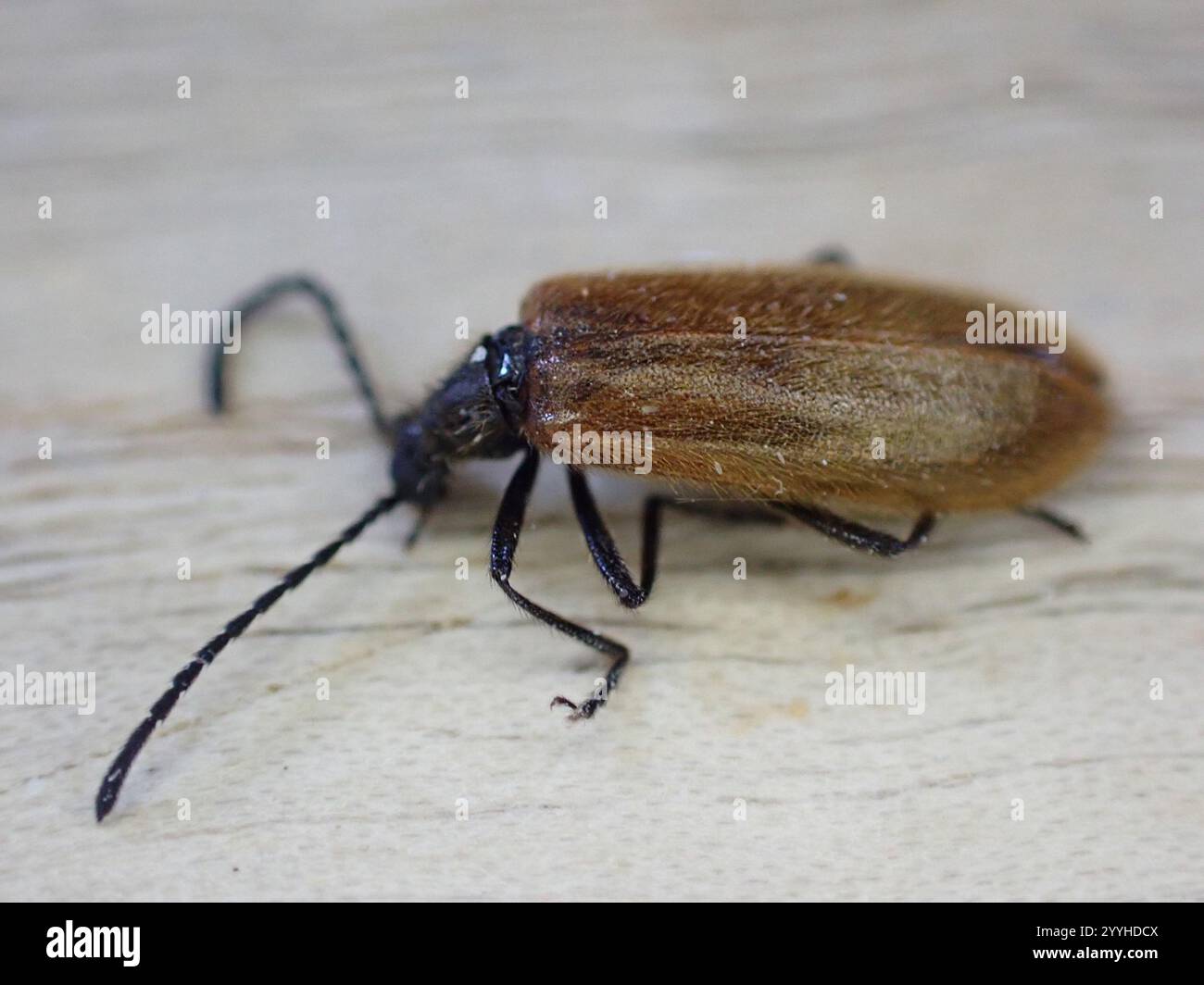 Rough-haired Lagria Beetle (Lagria hirta Stock Photo - Alamy