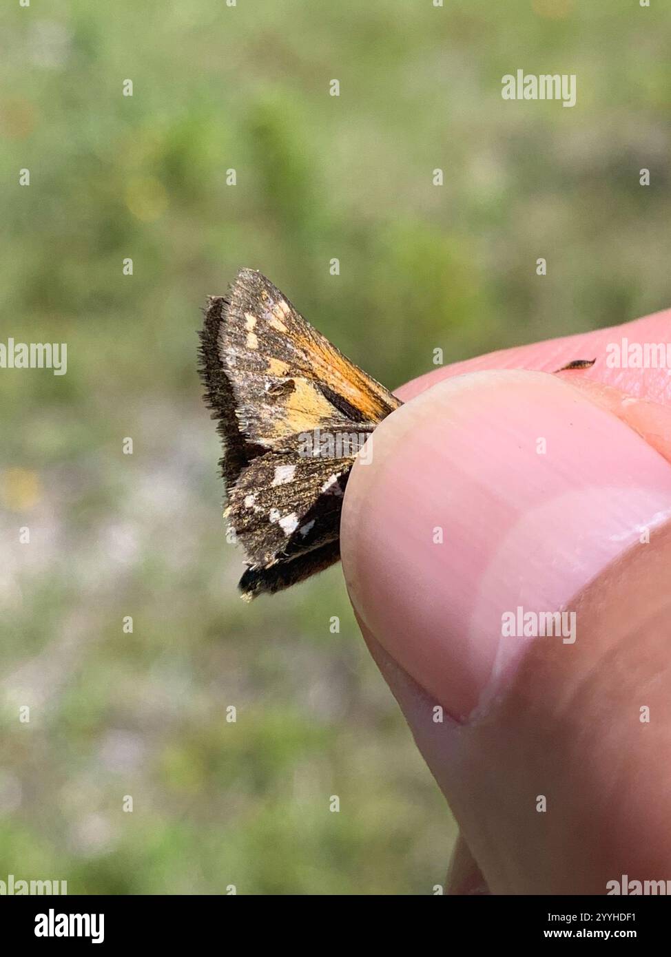 Common Branded Skipper (Hesperia comma Stock Photo - Alamy