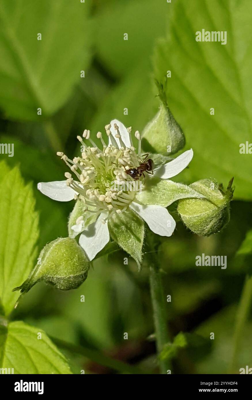black raspberry (Rubus occidentalis Stock Photo - Alamy