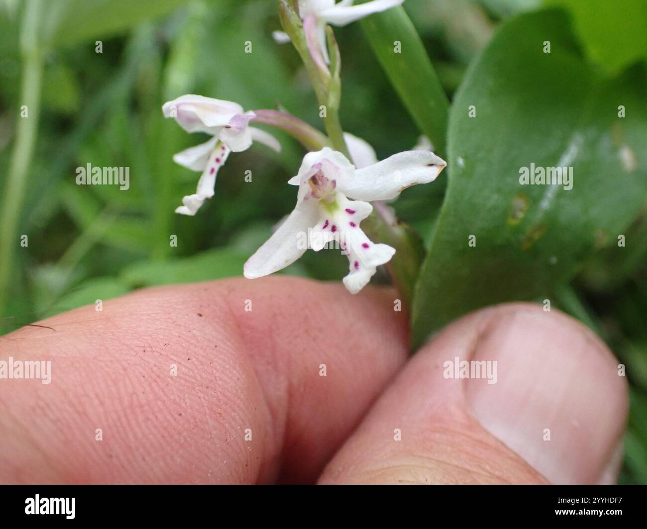 Small Round-leaved Orchid (Galearis rotundifolia Stock Photo - Alamy
