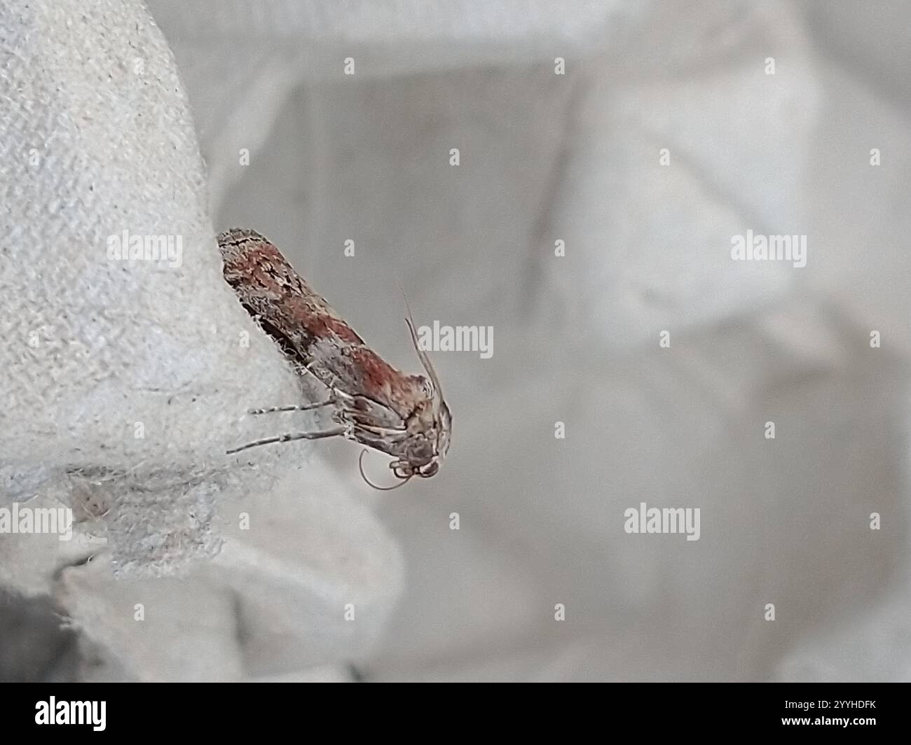 Dotted Oak Knot-horn (Phycita roborella Stock Photo - Alamy
