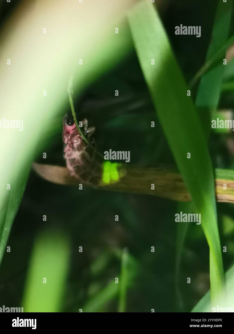 European Glow-worm (Lampyris noctiluca Stock Photo - Alamy