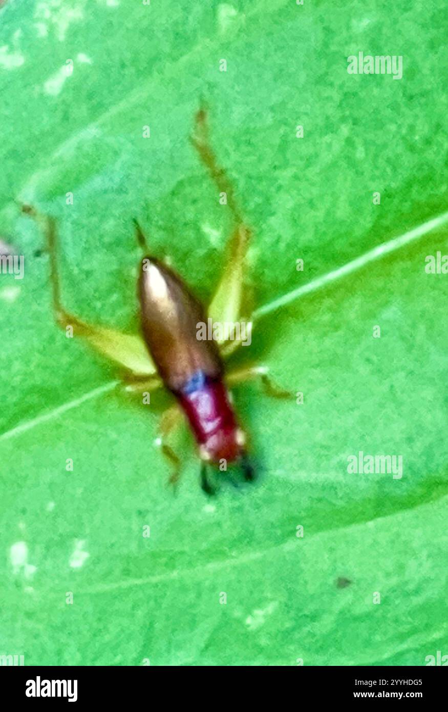 Red headed bush cricket hi-res stock photography and images - Alamy