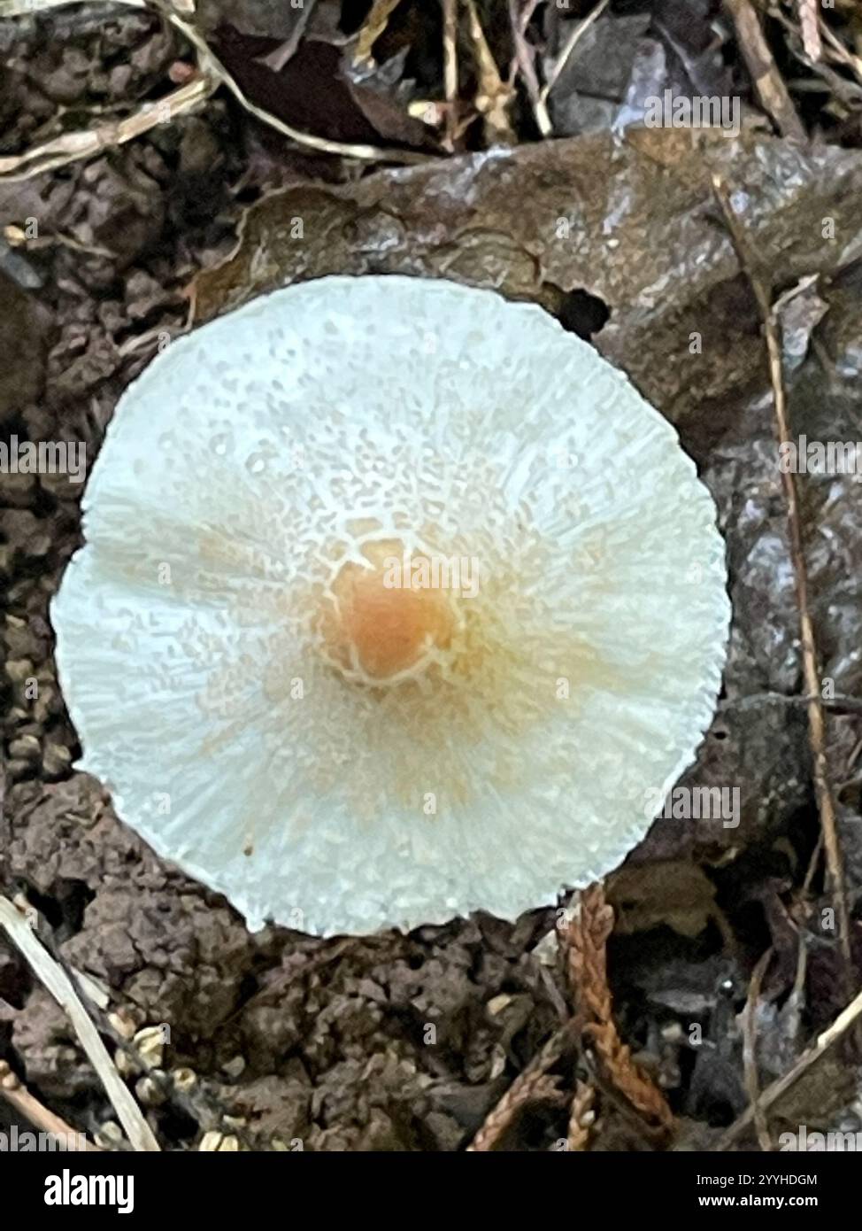 Stinking Dapperling (Lepiota cristata Stock Photo - Alamy